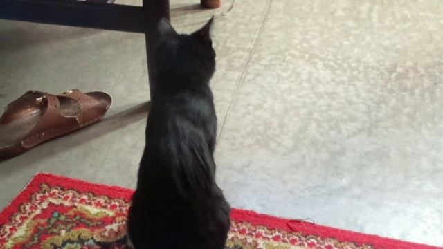 Наш Кот