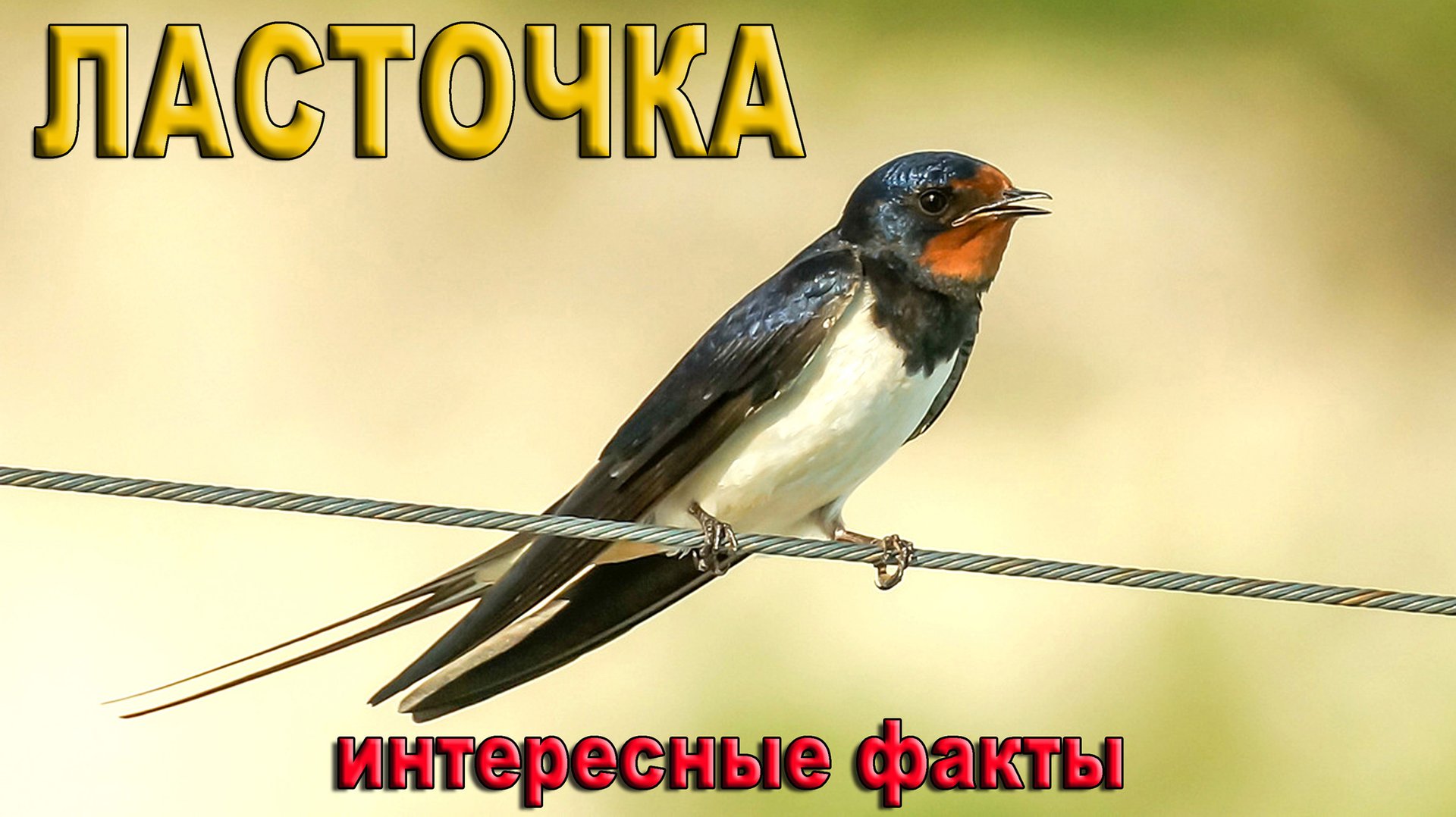 Ласточка, интересные факты.