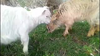 Офигевшие козы