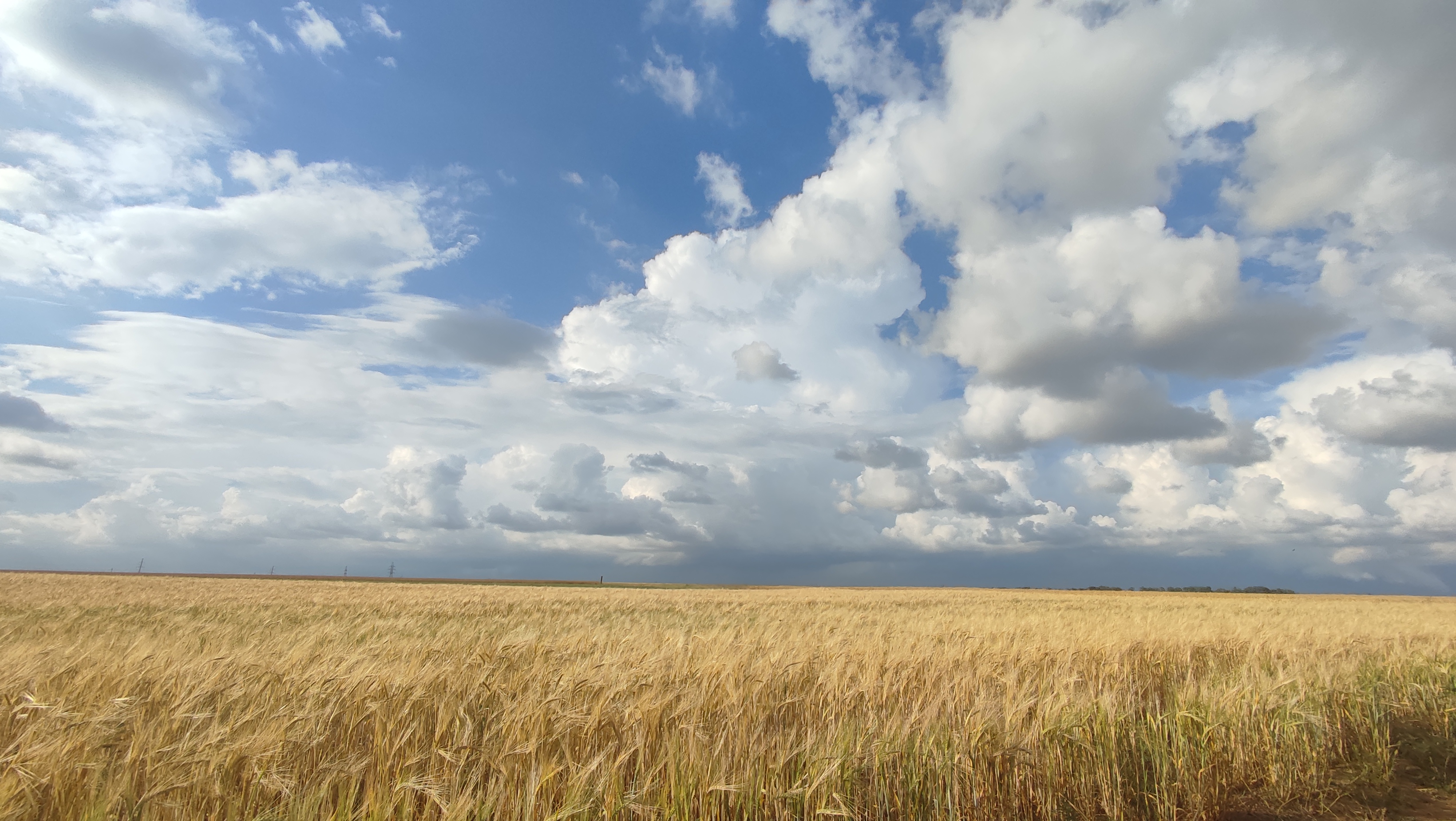 Бескрайнее поле  гармонии... знойное, благодатное лето во всей красе и любви ! Поле пшеницы !