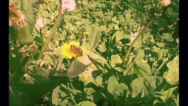 Ассоциации - Это Пчёлка (2019)