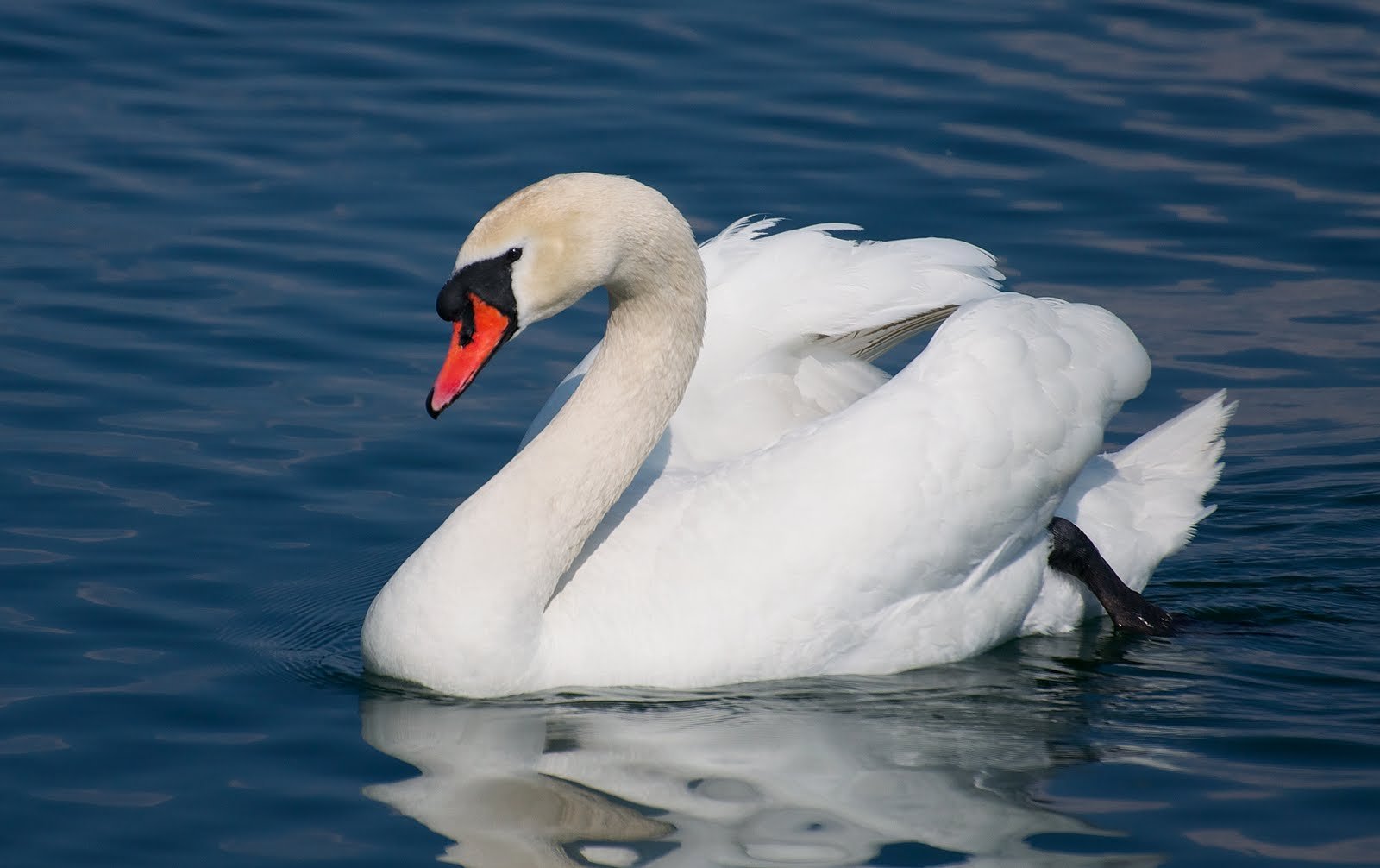И снова лебеди в проливе