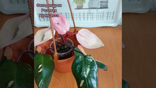 Совсем Розовая Принцесса? #филодендрон и розовая #аглаонема Пинк Валентин #цветы #растения #shorts