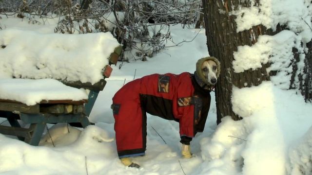 Зимняя прогулка с Семой_январь 2013 года