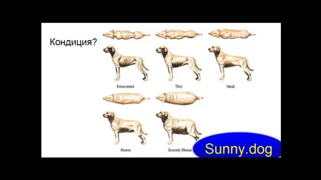 Кондиция собаки и её анализ