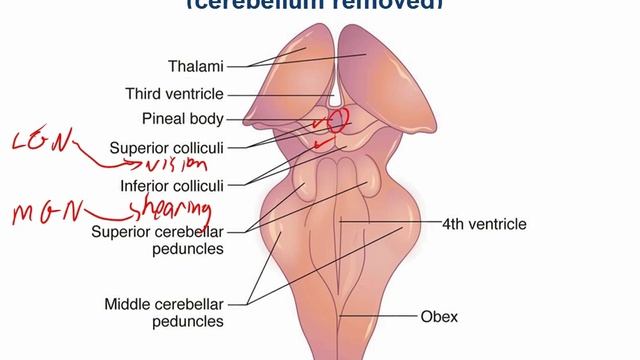 USMLE RX - 9.Неврология и спец.чувства - 1.Анат,физо - 4.Ствол Головного Мозга—Вид Сзади (Мозжечок)