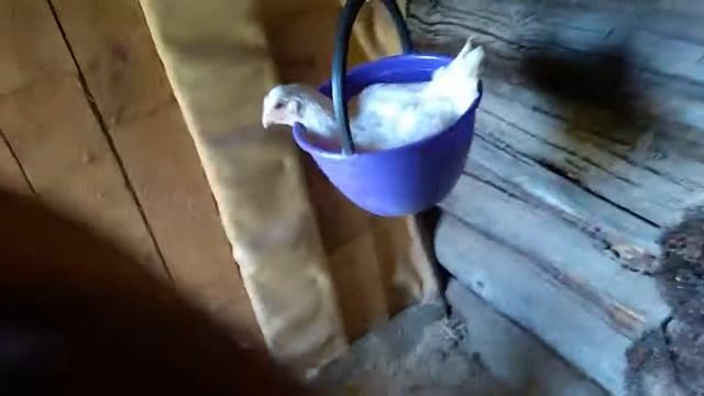 Сколько весят бройлера РОС-308 в 52 дня. How much does a ROSS-308 broiler weigh in 52 days..mp4