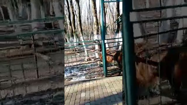 #shorts Борзая лама( осторожно мат ) #приколы #юмор# развлечение ???