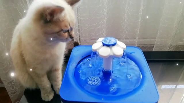 Наши любимые котята! Теперь София пьёт из красивого фонтана