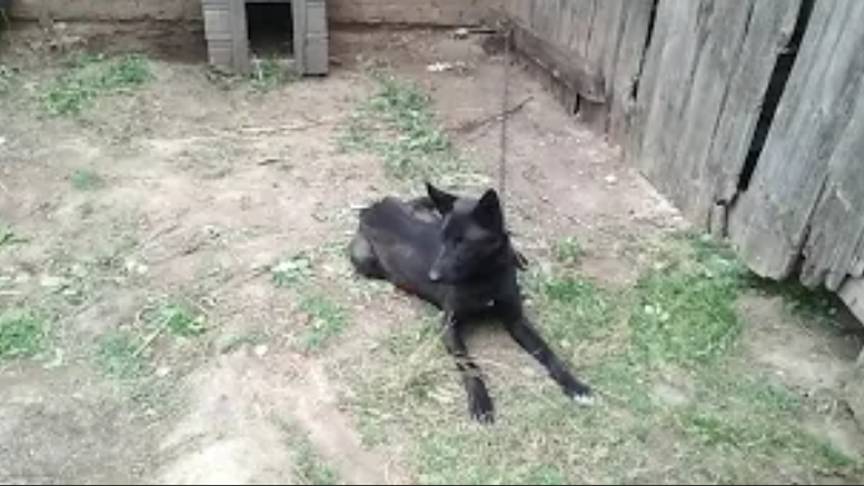 Наша собачка Дина