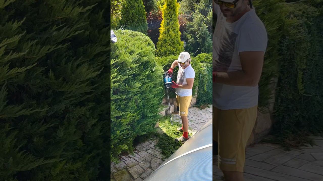 Стрижка можжевельника плюшкой моим помощником #дача #ландшафт #сад #природа #топиарий #тольятти