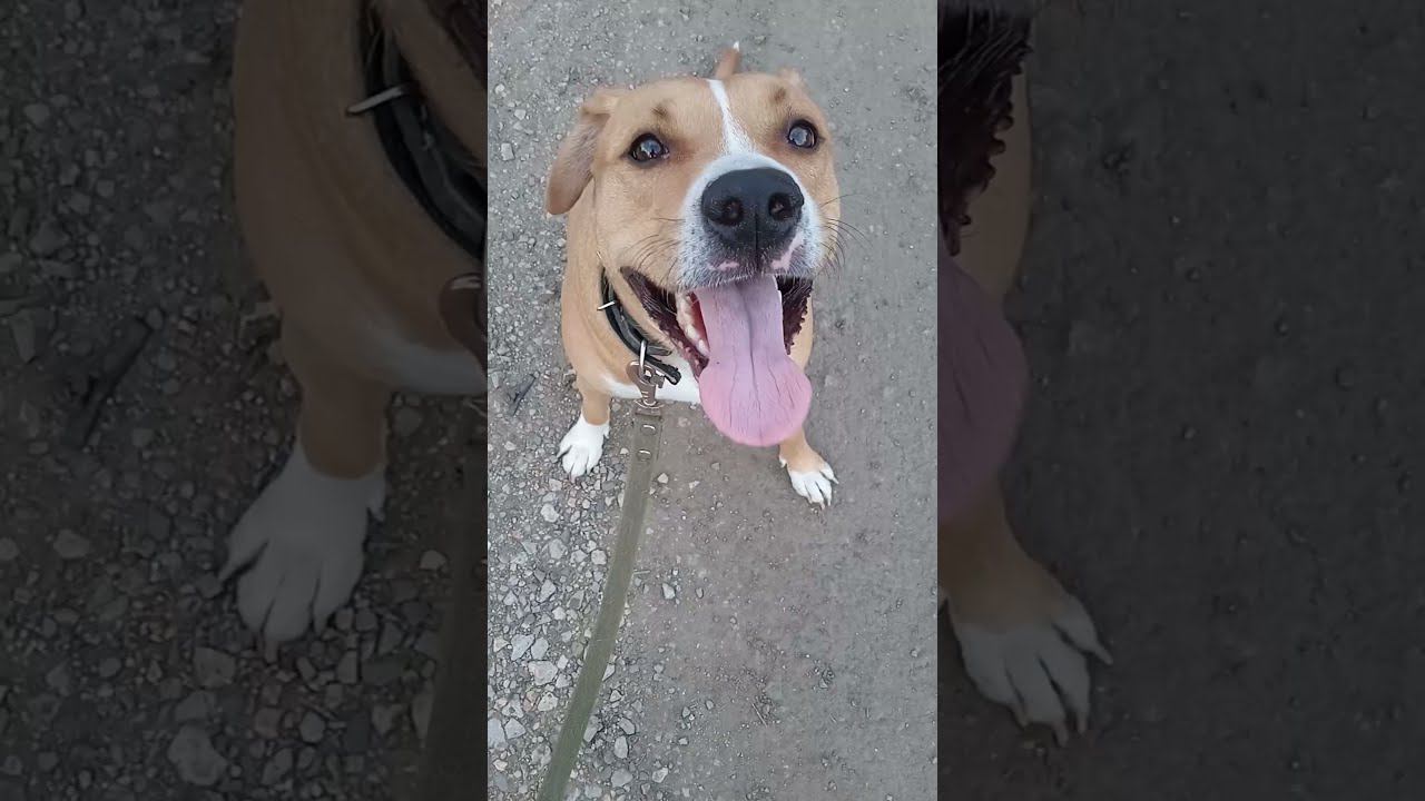 Стафуша#shorts