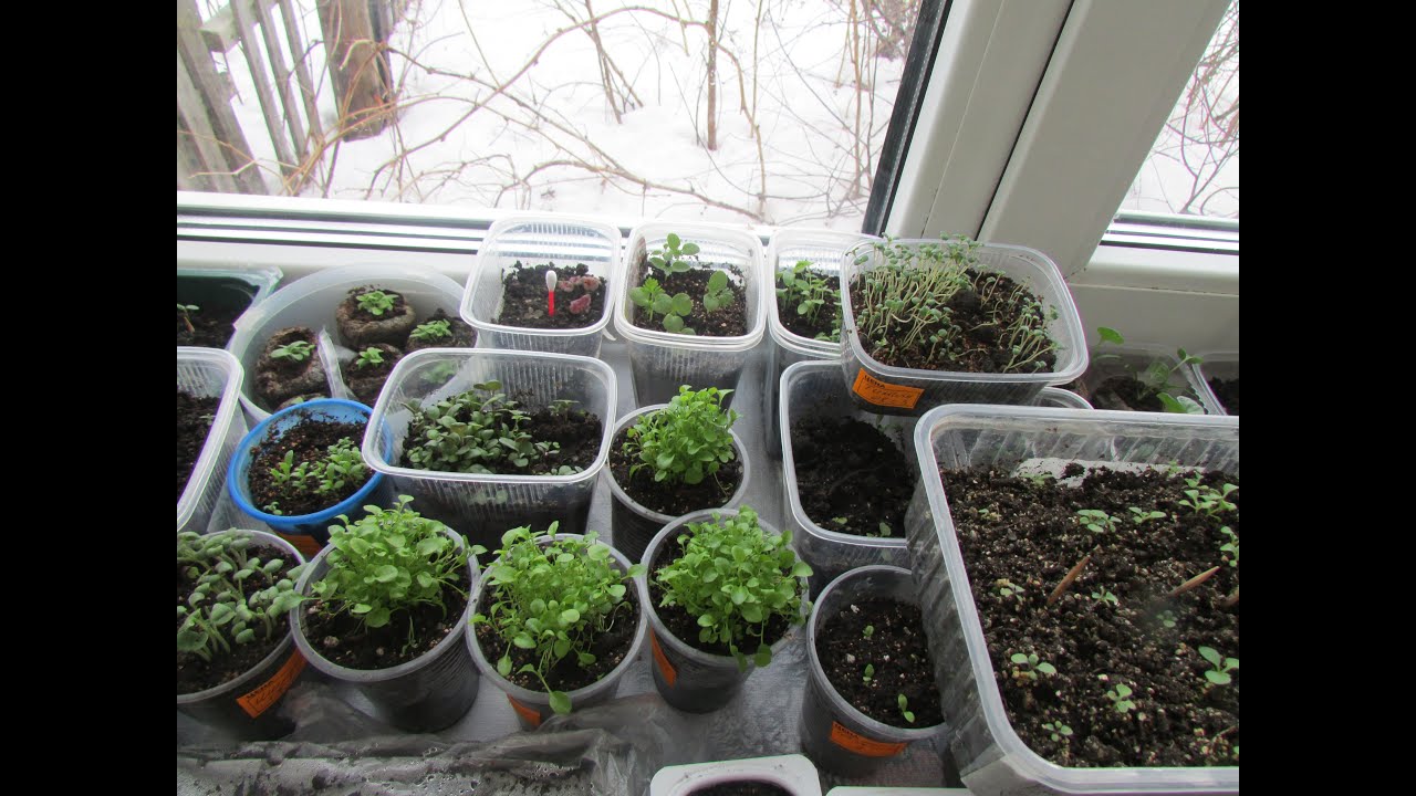 ОБЗОР РАССАДЫ ЦВЕТОВ И ОВОЩЕЙ! 2021 год.