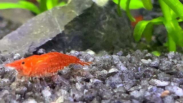 Содержание аквариумных креветок видео #рутуб