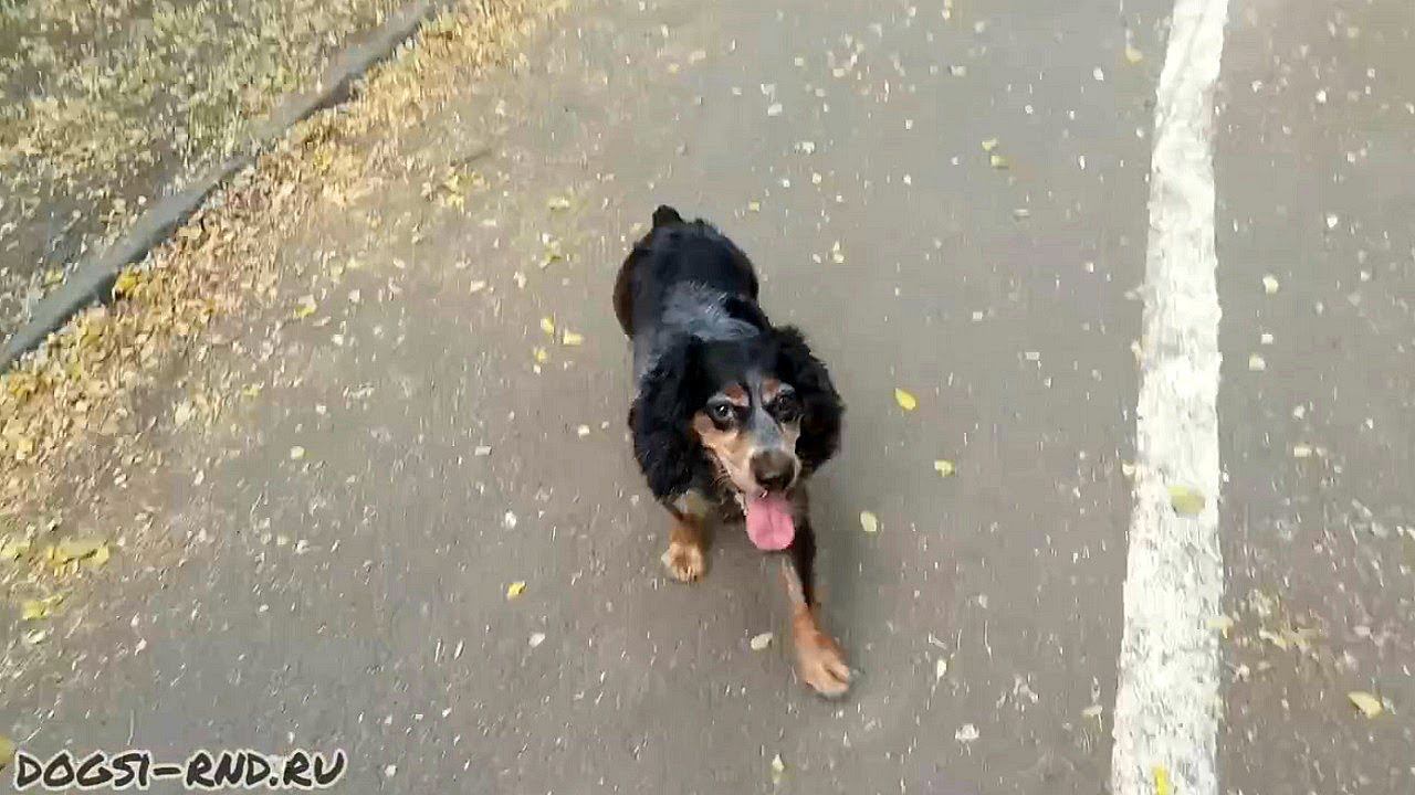 Марта, гуляем и играем 7.09.2020. Русский Охотничий Спаниель