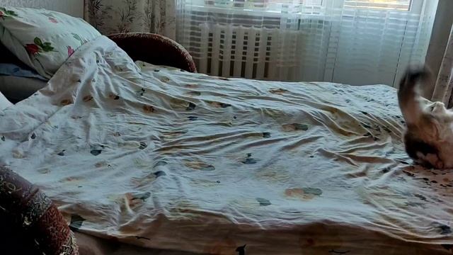 Кошечка Муся любит играть.