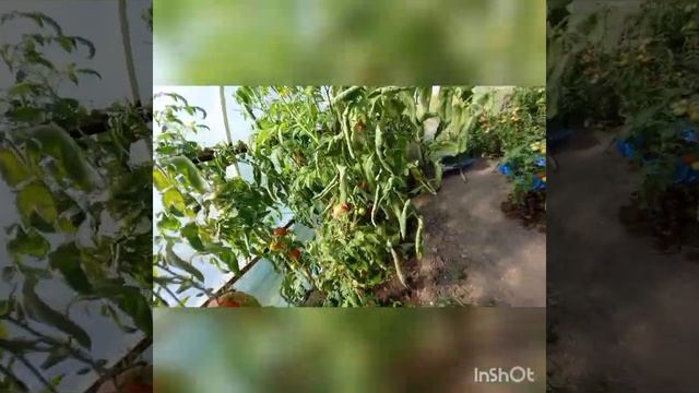 Урожай#баклажан Пинг Понг.