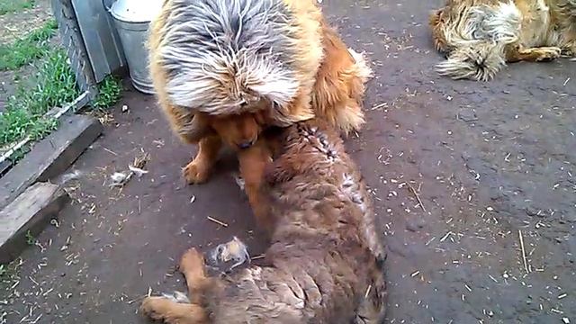 #Тибетский мастиф - Папа и сын можно все)))