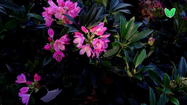 Рододендрон Перси Вайсман, ориг Percy Wiseman Зелёный Сад