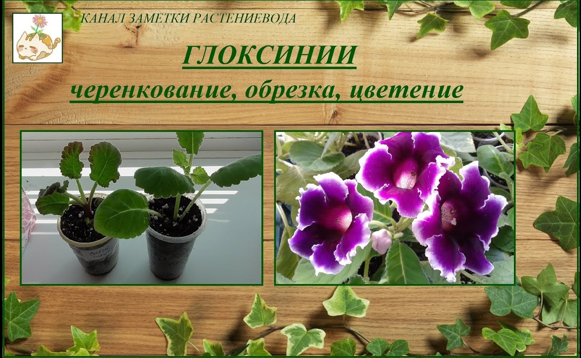 Глоксинии черенкование, болезни, цветение