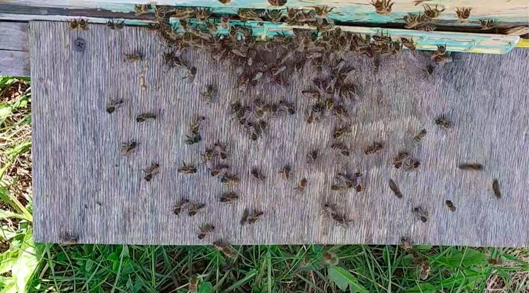 Массовый облёт первого поколения молодых пчёл. Когда делать отводки в этом году? Когда пчёлы мог