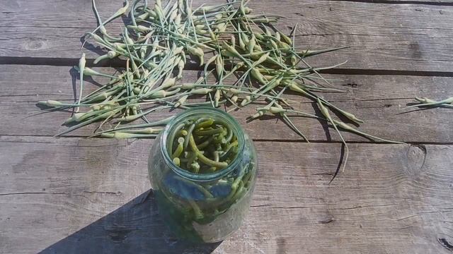 Маринованные чесночные стрелки на зиму