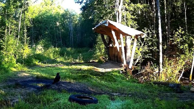 Птицы, запечатленные на фото ловушку. Часть № 38