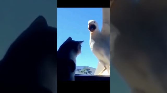 Забавные питомцы 2