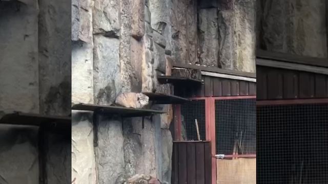 Манулу из Мосзоопарка этот мир совершенно понятен - Москва 24