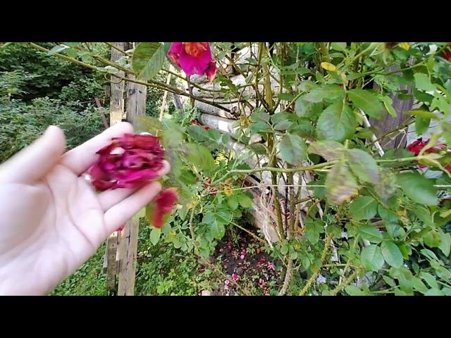 Розы сгорели на солнце и жаре