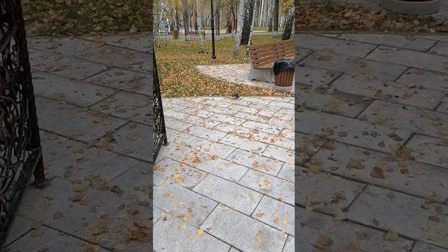 Кормление белок в парке! #shorts