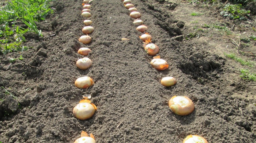 Как вырастить чернушку