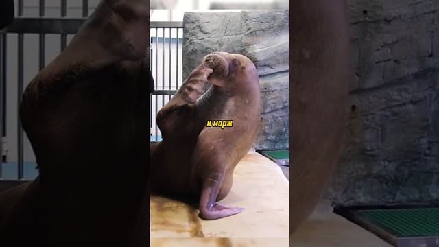 Существуют ли русалки???♀️