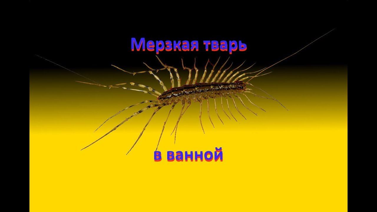 Домашняя мухоловка не спешите убивать / Скутигера /насекомые