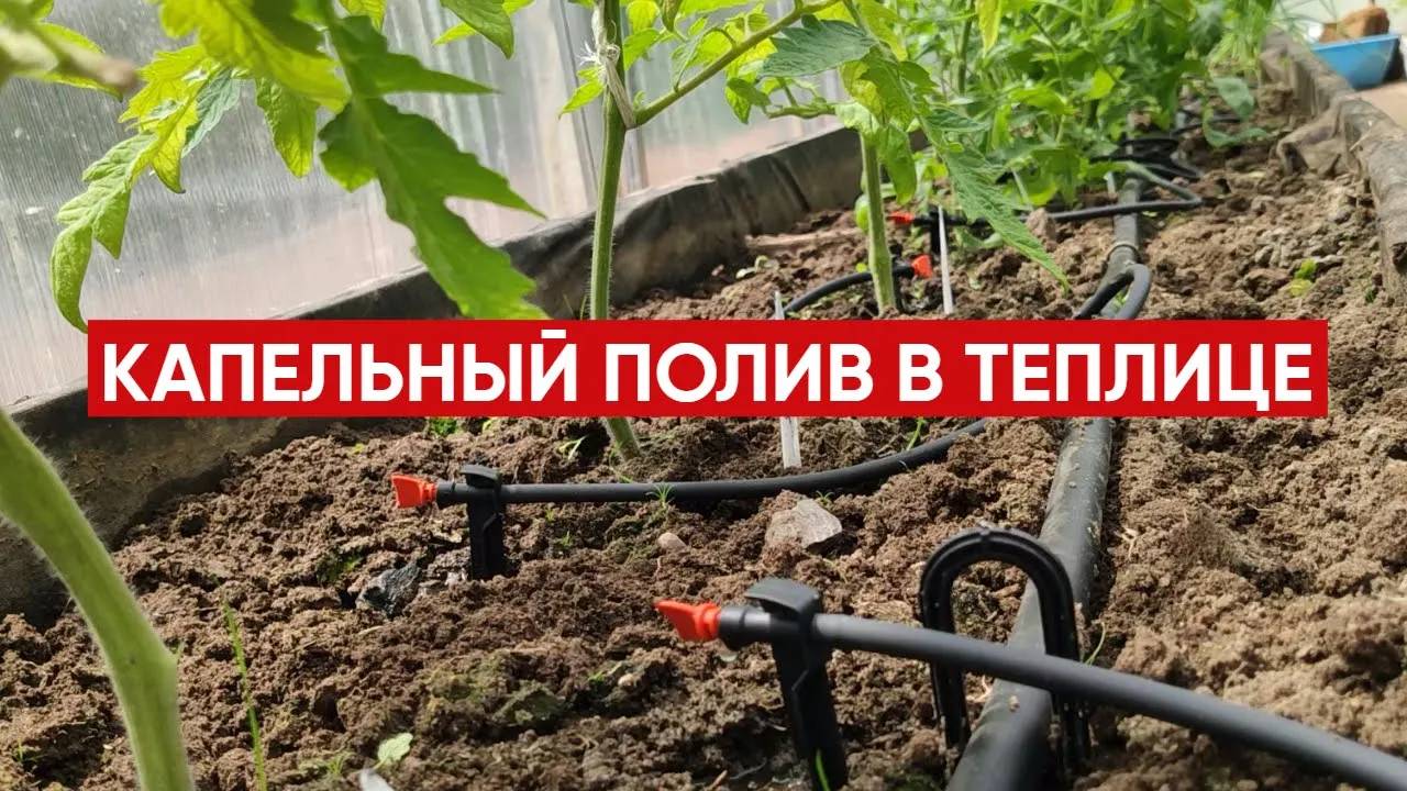 Капельный полив в теплице