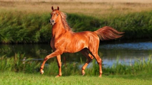 Подъячев Семен. Семейный разлад ([Николаев, Украина]01.02.2010)