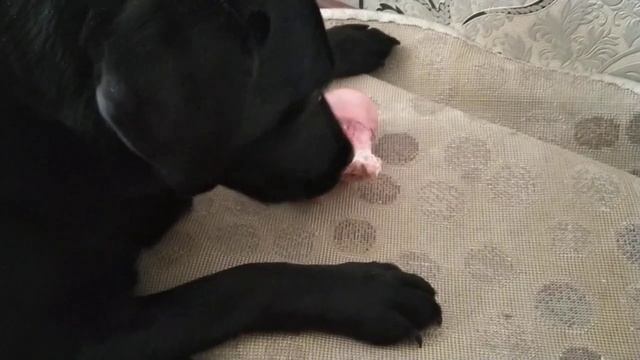 Лабрадор Акира. Вкусная костяха.