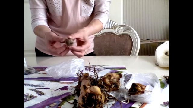 Лилии ПОКУПКА зимой.Сажаю весной.mp4