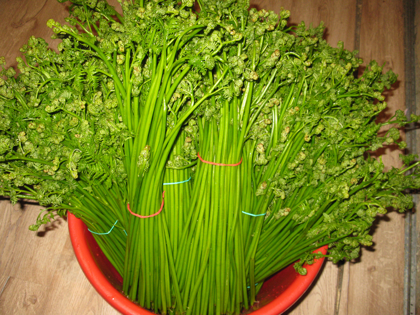 Папоротник. Как собирают. Как сушат. Как готовить папоротник. Папоротник в лесу. Орляк. Сушеный