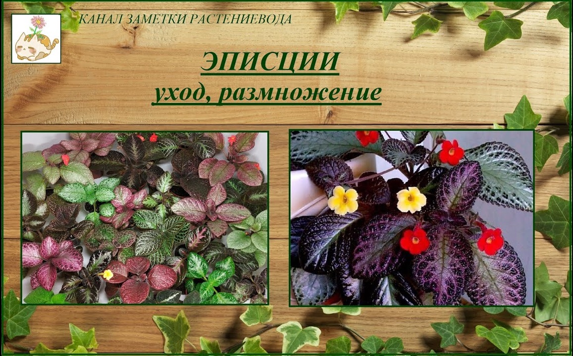 Эписции - уход, размножение, черенкование