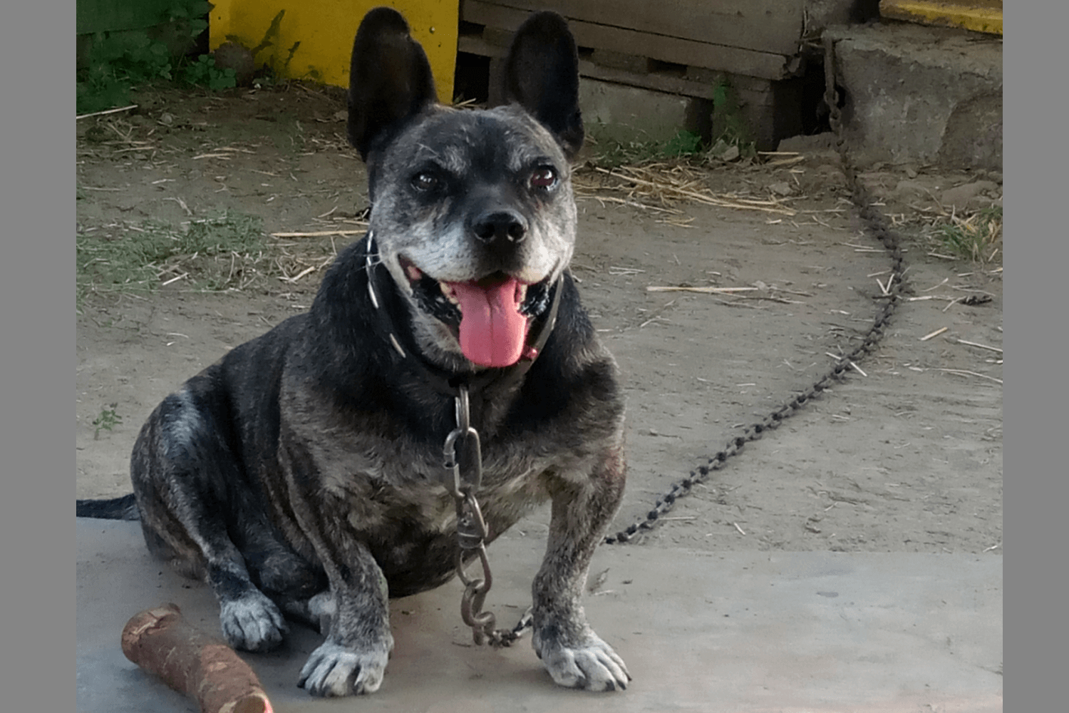 Пес Джеррик. 12 лет. Мощь и сила! Порода - загадка