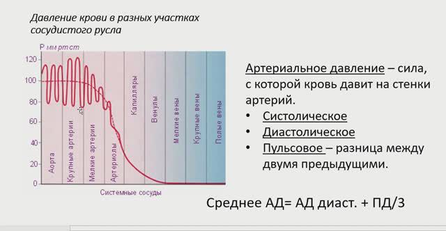 Артериальное Давление и его регуляция при физ.нагрузке и ортостазе