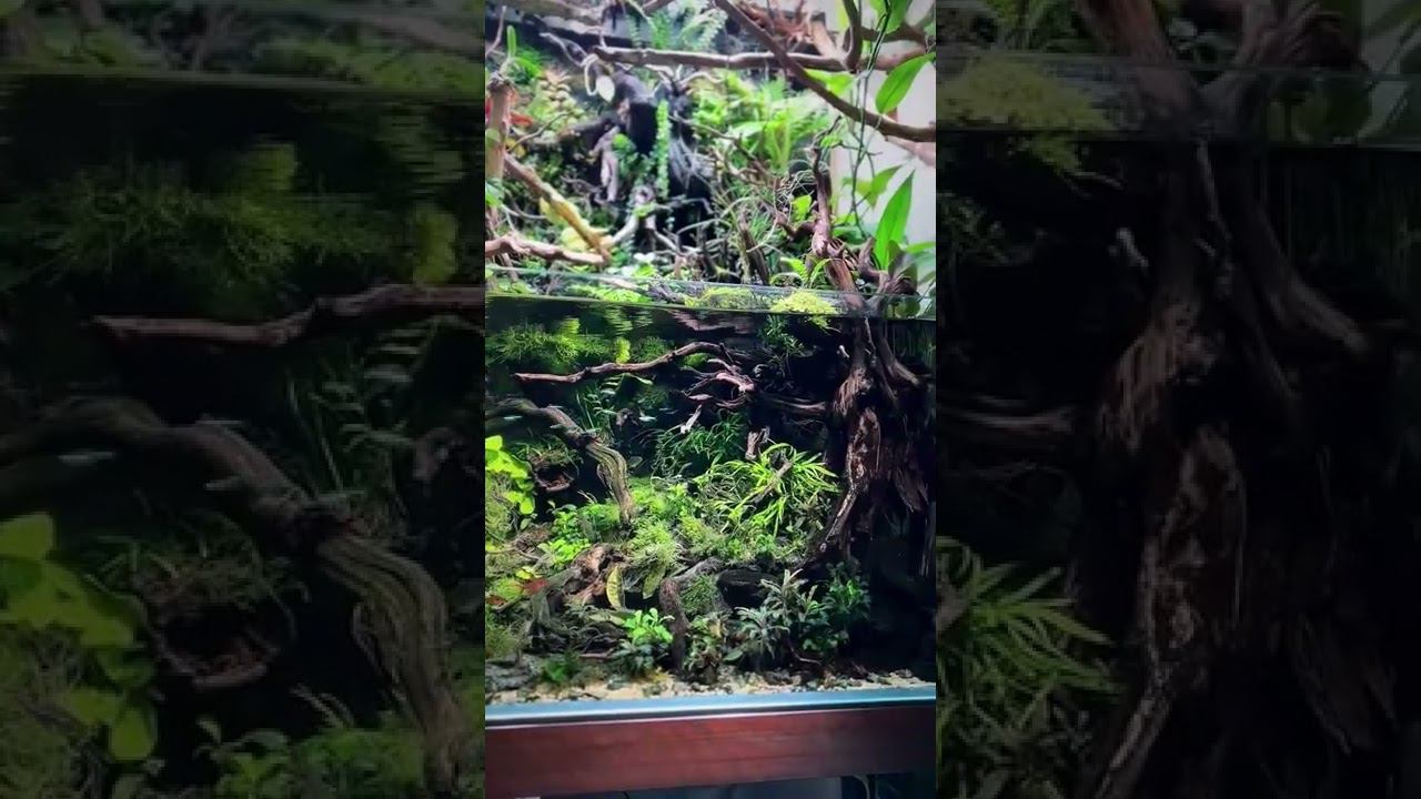 Создание дизайна аквариума может занять много времени, но зато потом можно насладиться результатом