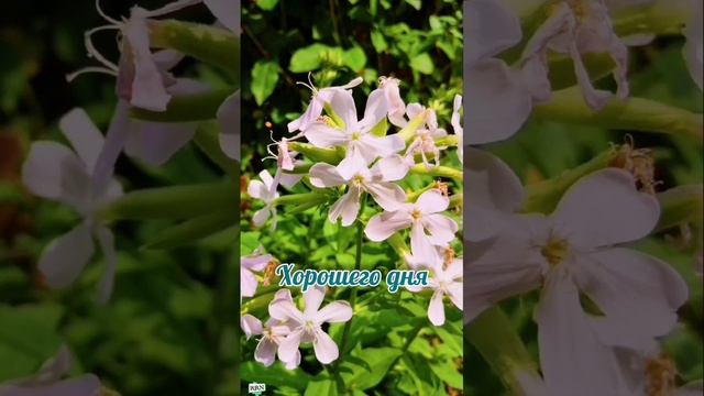 Доброго утра. Хорошего дня