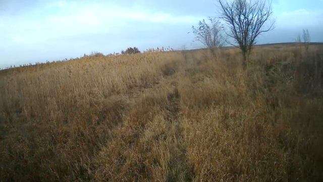 ОХОТА НА ФАЗАНА.mp4