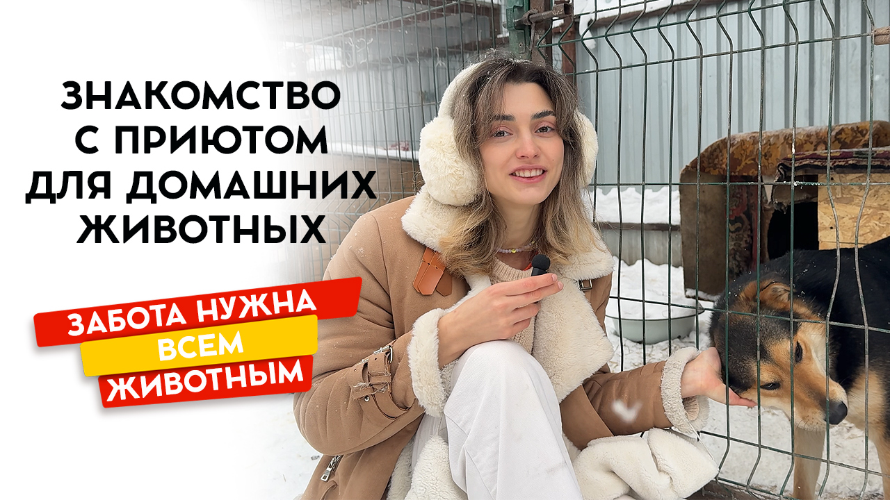 Приют для животных в Краснообске под Новосибирском. Знакомство с жителями приюта.