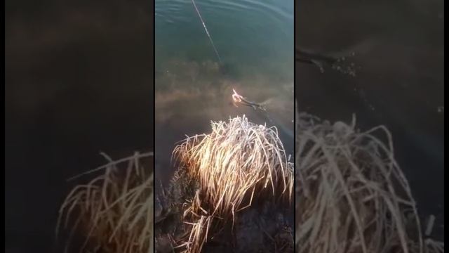 Ловля тайменя на воблер 80 мм (13 гр) от Mr. Musurok