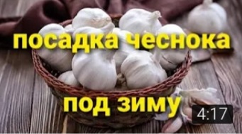 Посадка чеснока под зиму.