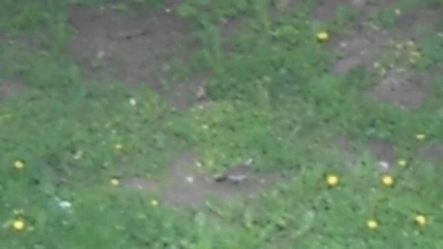 Дрозд рябинник в одуванчиках DSCN5435