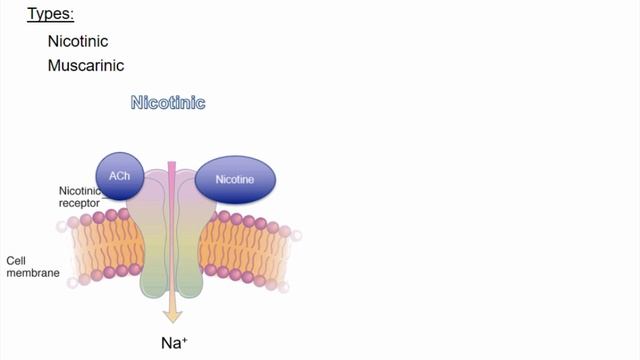 USMLE RX - 11.Фармакология -1.Препараты Автономной НС - 2.Рецепторы к ацетилхолину (Холинергические)